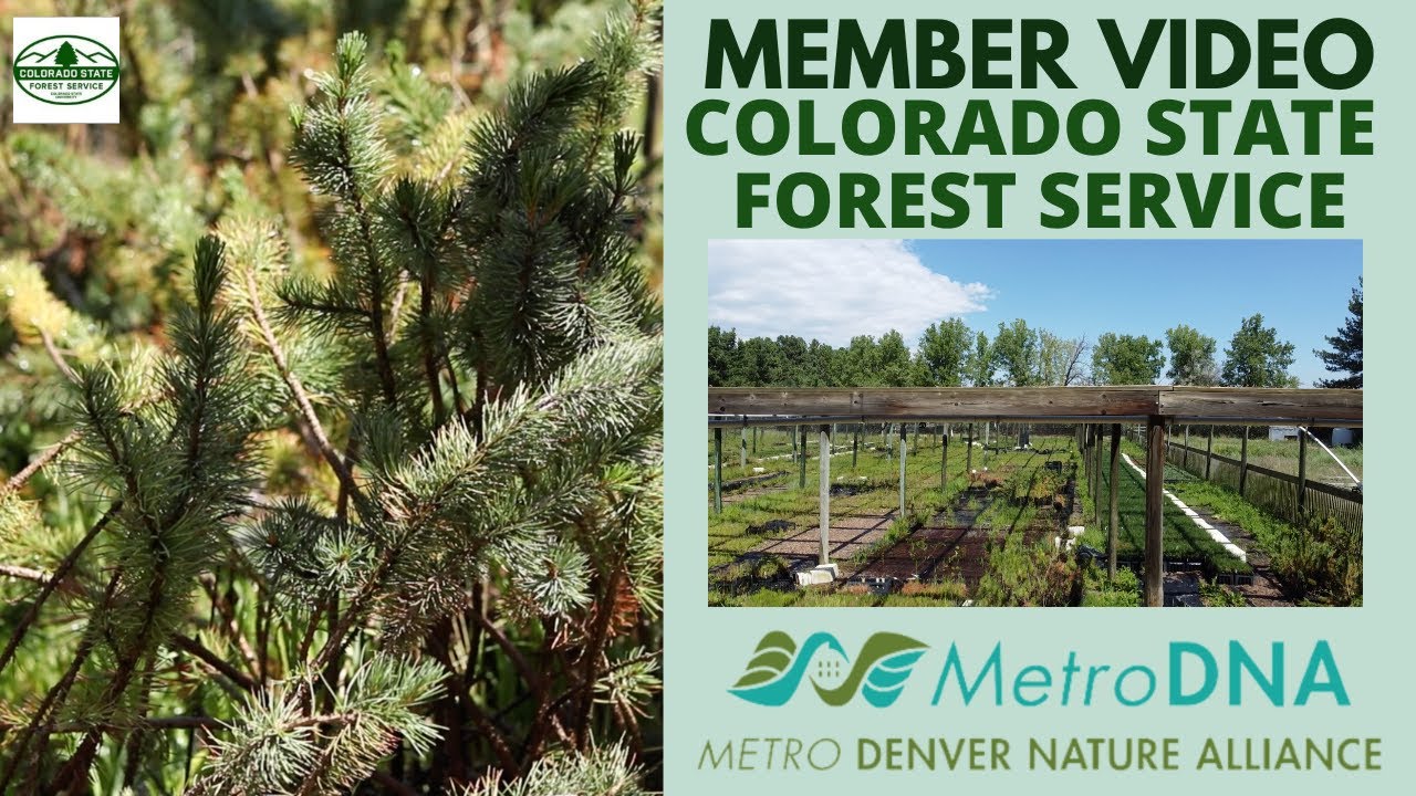 Member Feature: Colorado State Forest Service - YouTube