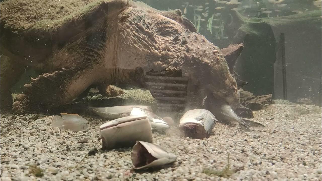 Huge alligator snapping turtle feeding #alligatorsnappingturtle - YouTube