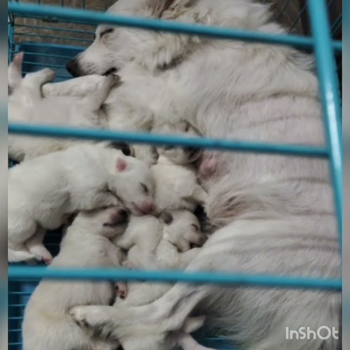 FINALLY INDIAN SPITZ PUPPY ARE AVAILABLE Not K C l Registered finally-indian-spitz-puppy-are-available-not-k-c-l-registered