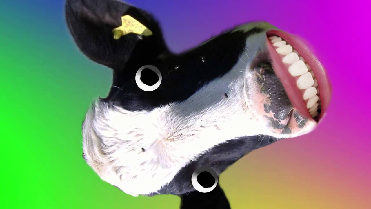 The Spinning Cow - YouTube