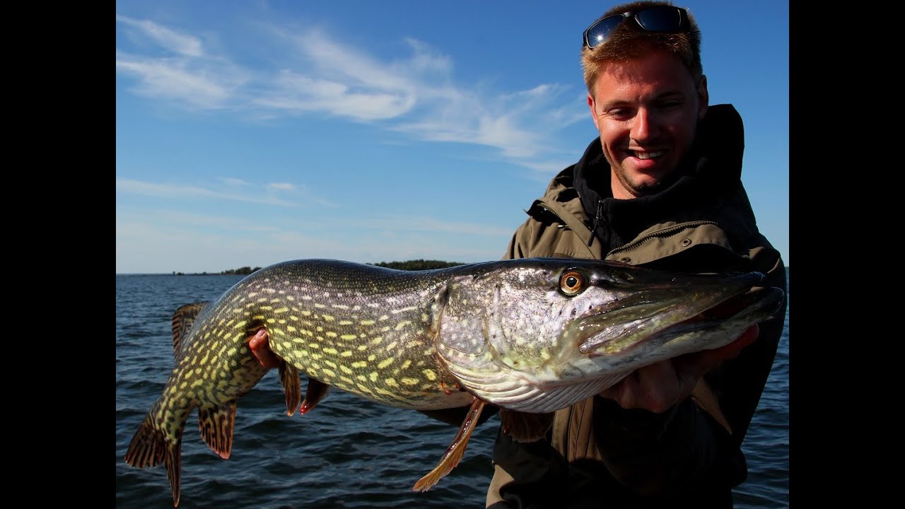 Vissen op snoek in Zweden bij Sportfishing Dalsland 2016 - YouTube