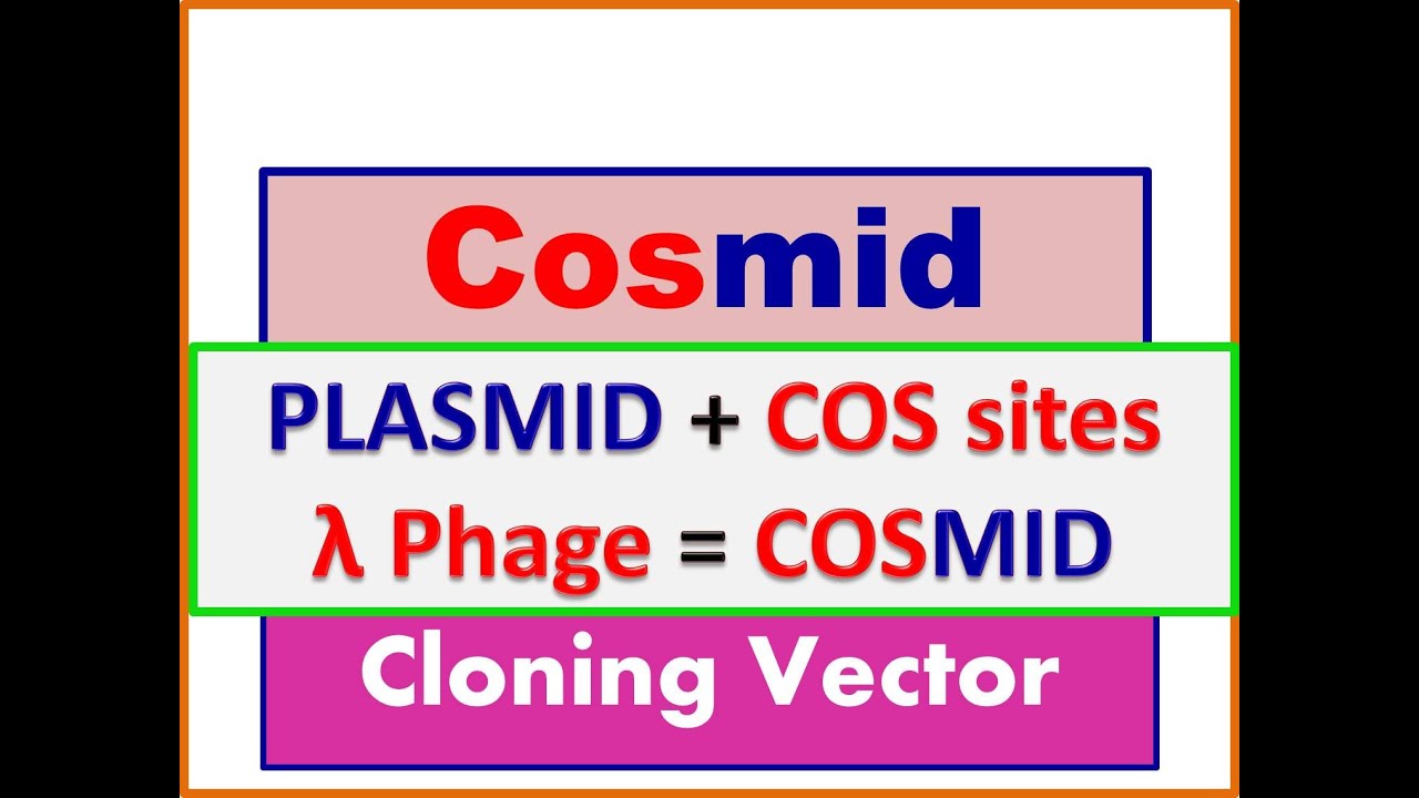what are COSMIDS: Plasmid, Lamda phage cos sites, Cloning vectors ...