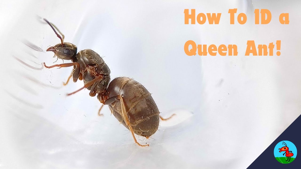 How to Identify a Queen Ant! #ants #myrmecology #entomology - YouTube
