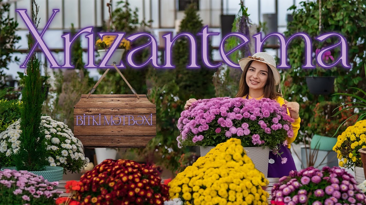 Payızgülü - Xrizantema | Bitki Mətbəxi - YouTube