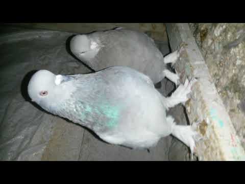 bir akşam gezmesi