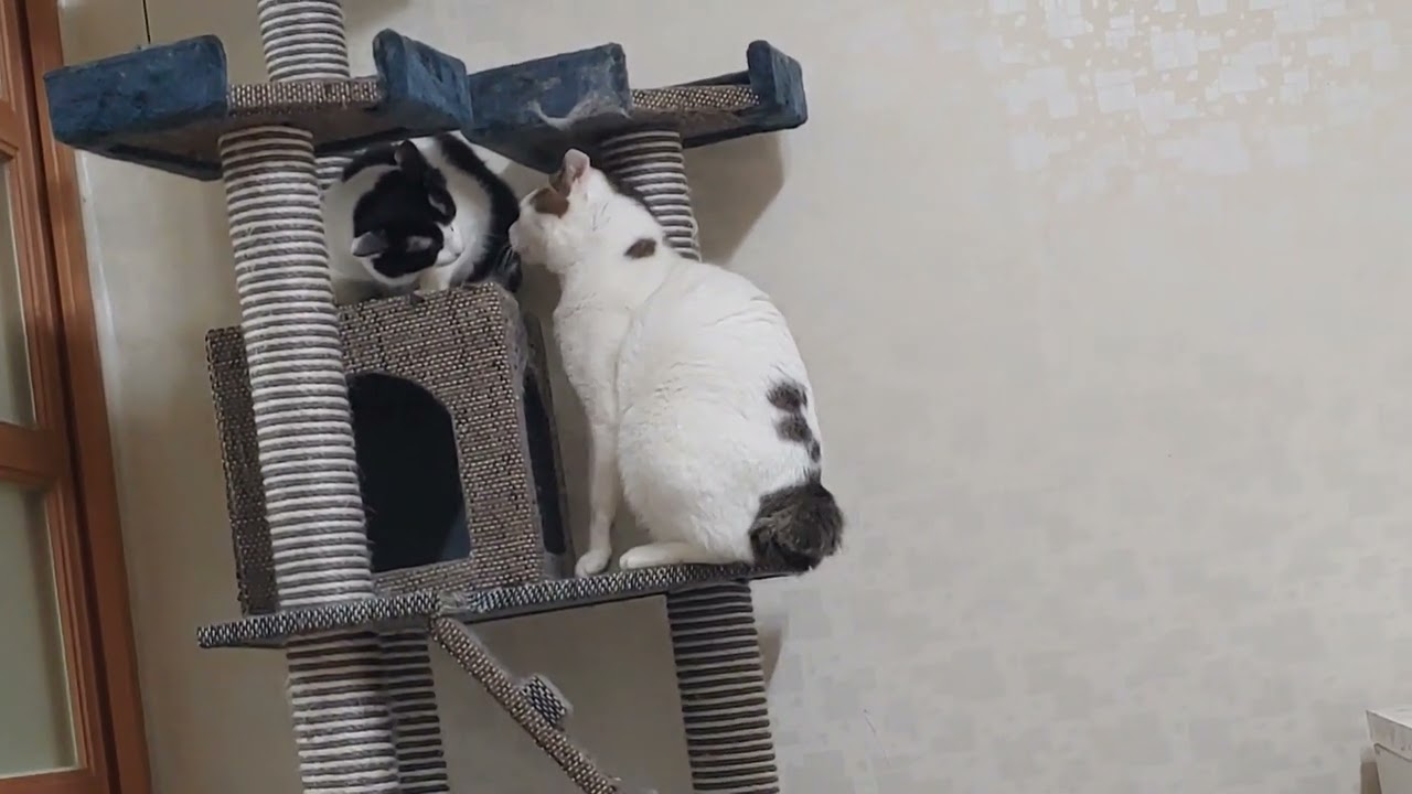 고양이 싸움 cat fight - YouTube