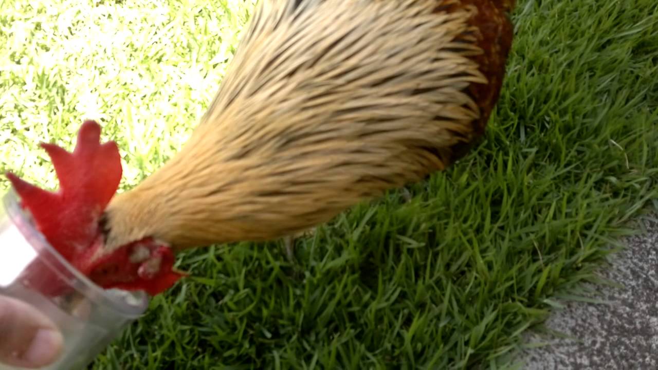Rooster drinking coconut water - YouTube