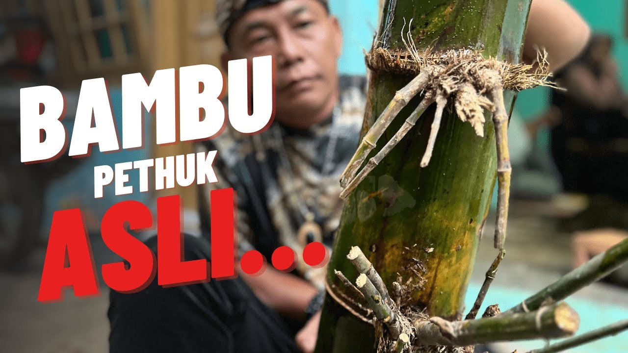 BAMBU PETHUK AASLI SEBESAR POHON KELAPA MASIH HIJAU - YouTube