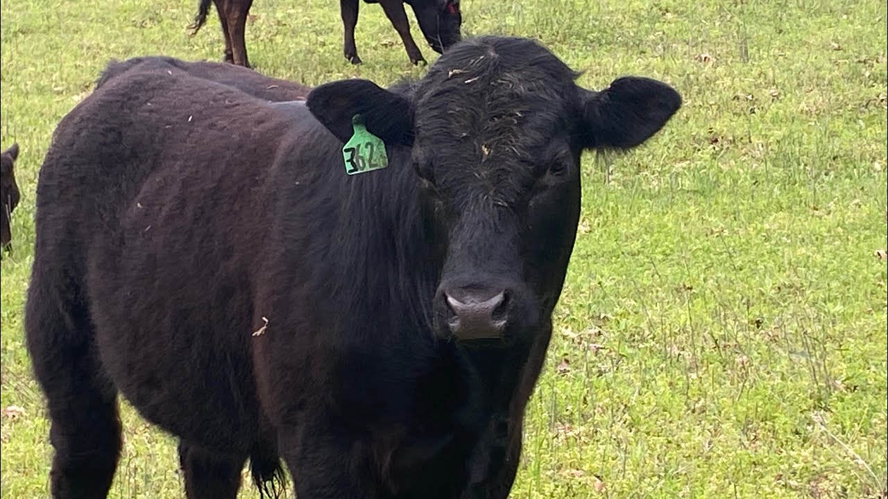 Cow checking and a quick look in Scott's sawmill - YouTube