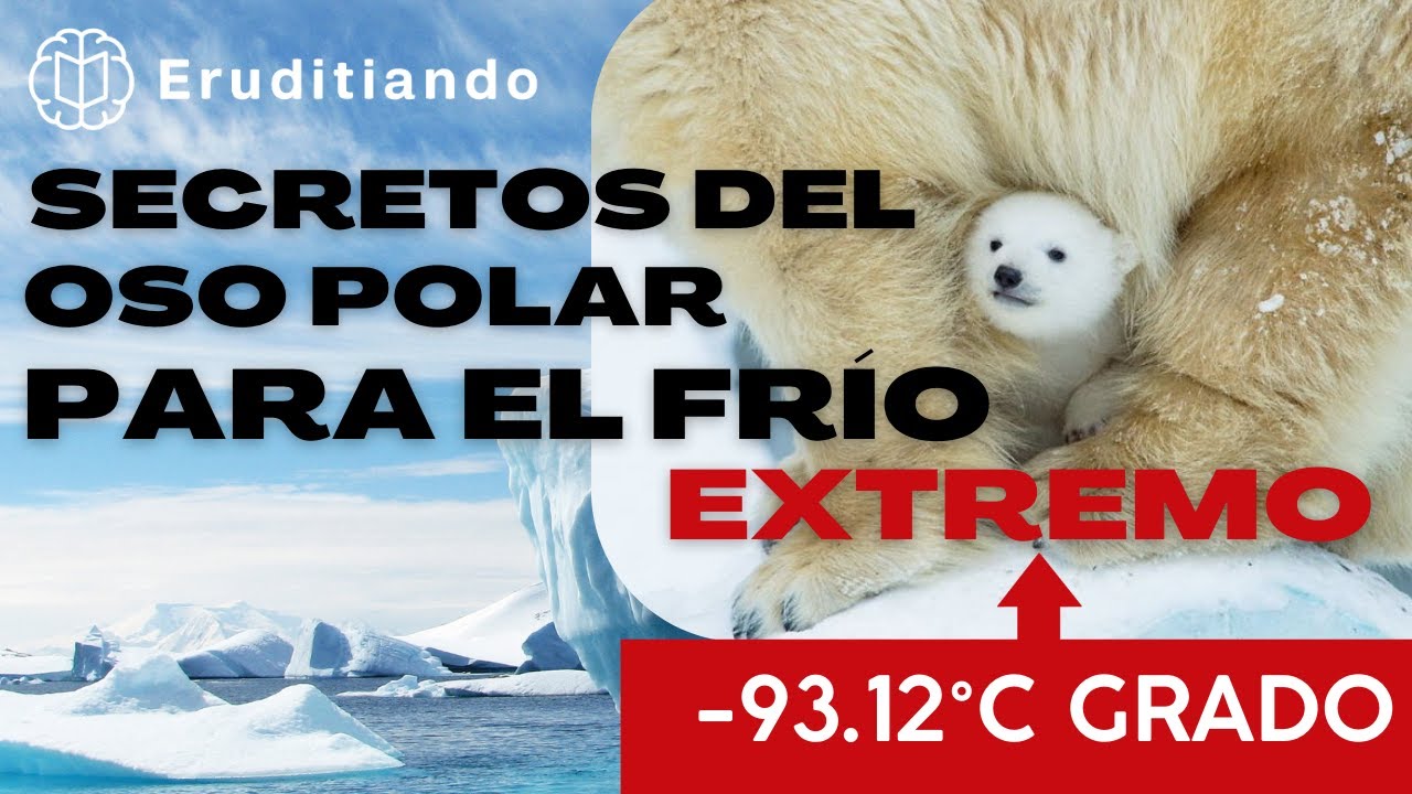 ¿Cómo sobreviven los animales polares al frío de la Antártida? - YouTube