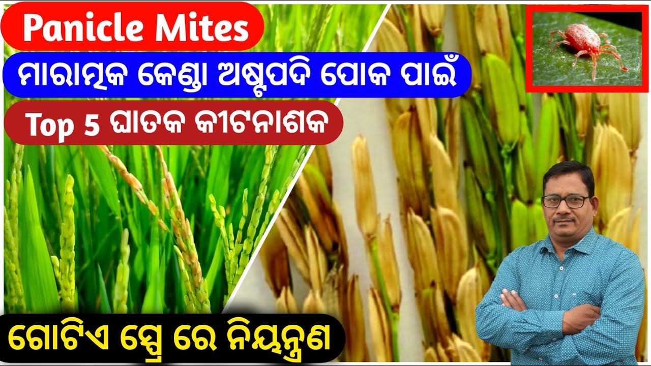 Panicle Mites Control in paddy କାଣ୍ଡ ଅଷ୍ଟପଦି ପୋକ ନିୟନ୍ତ୍ରଣ ପାଇଁ ଘାତକ ...