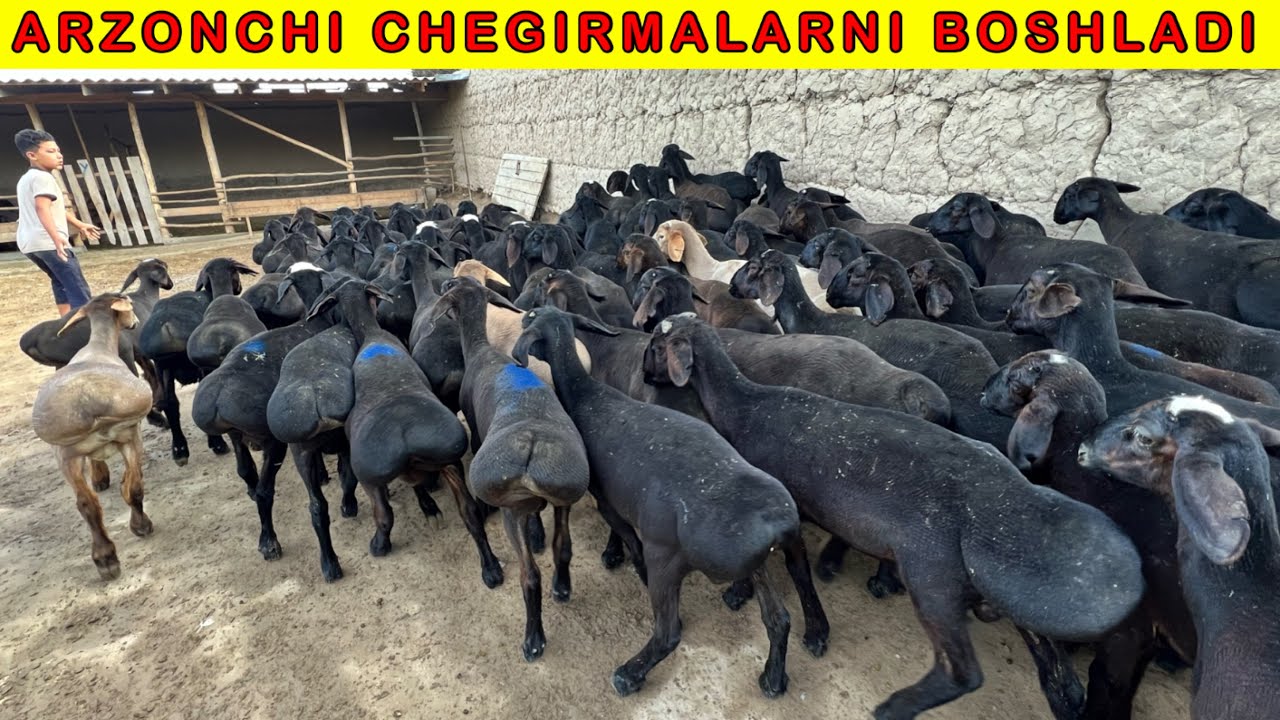 Katta QOZI NARXLARI ARZONLADI SHOSHILING ☎️93-195-42-42 ☎️ 94-557-96-96 ...