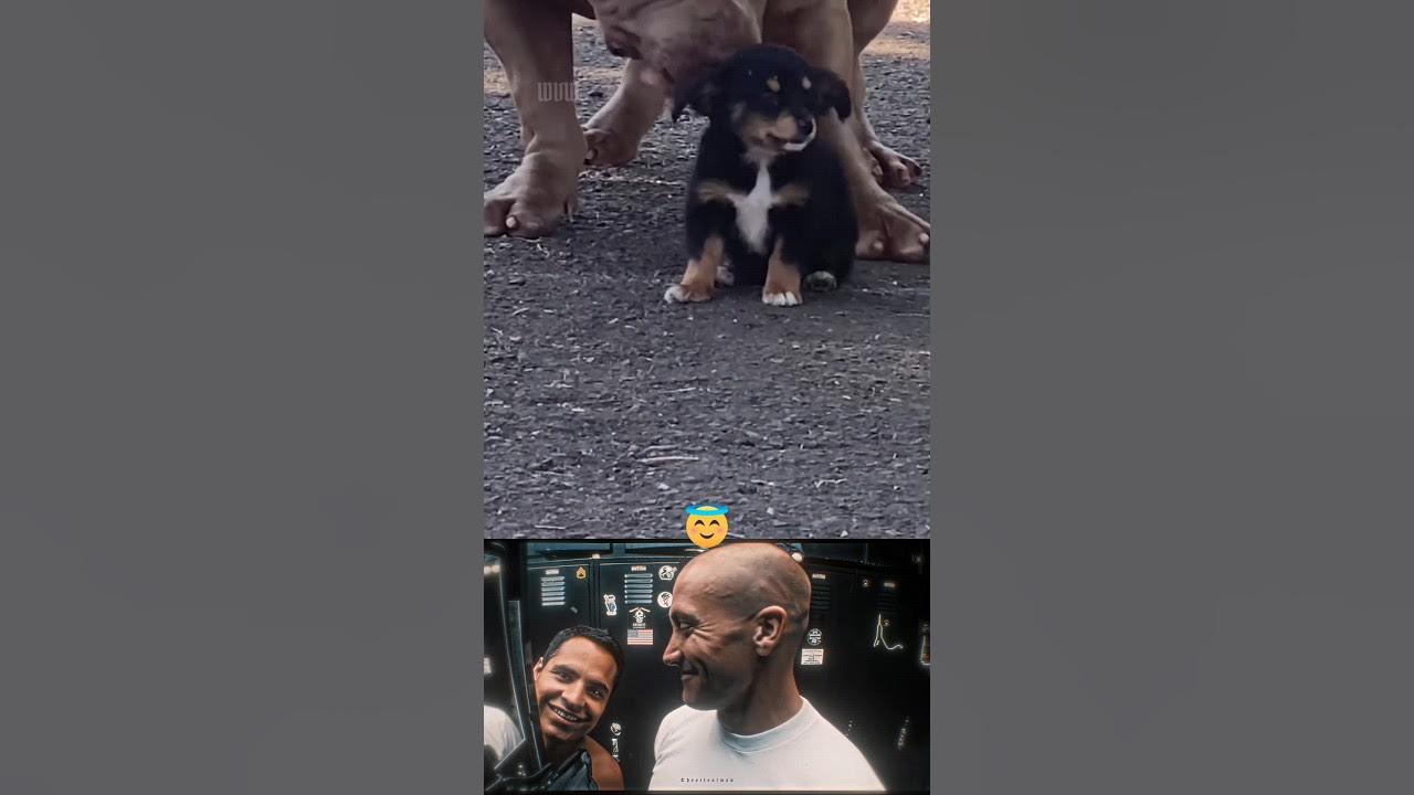 Little dog vs Huge baseball ☠️ - YouTube