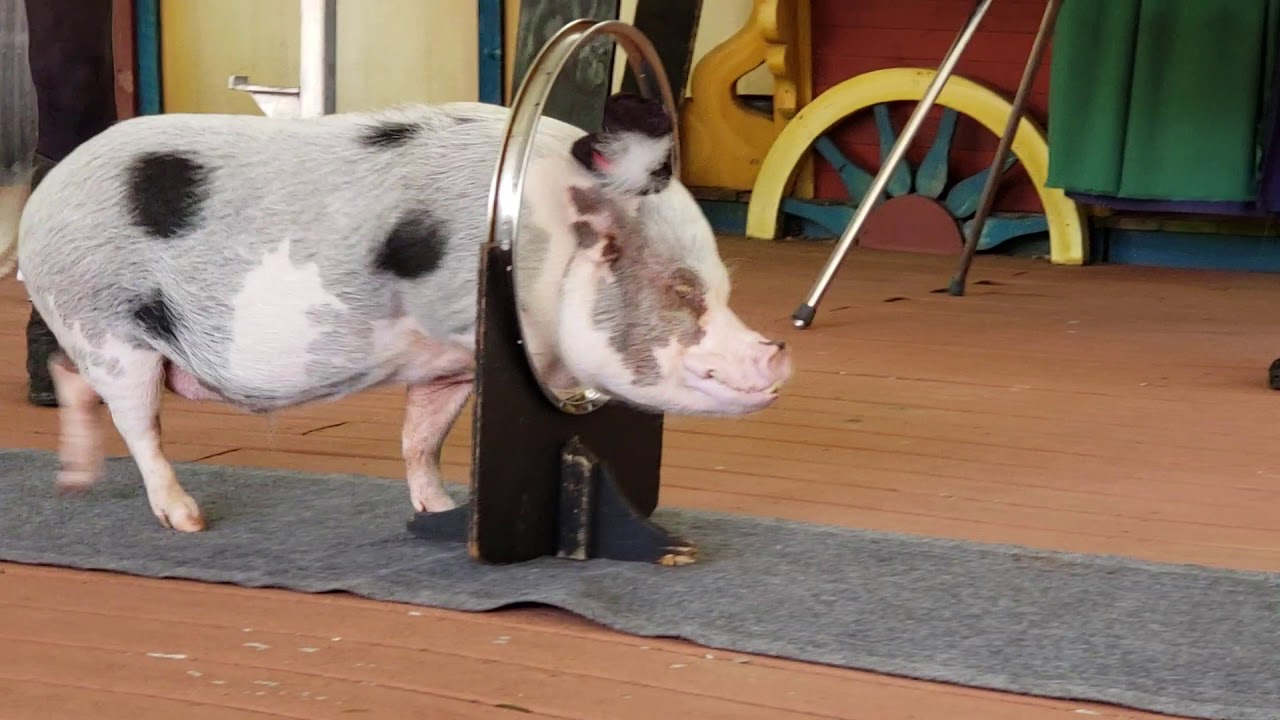Snorkel the Dancing Pig - YouTube