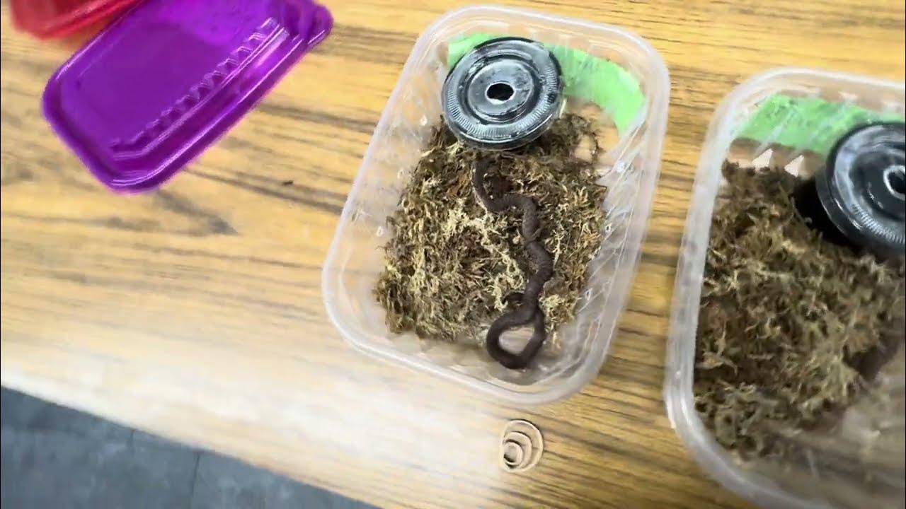 Feeding Childrens Pythons: Sizes and Frequency at different ages with ...