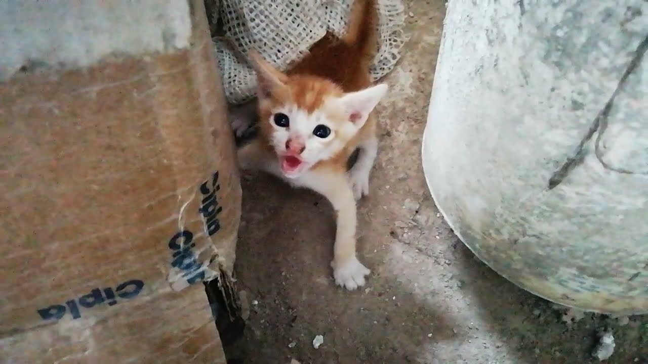 Angry Cute Little Kitten Hissing At Me - YouTube