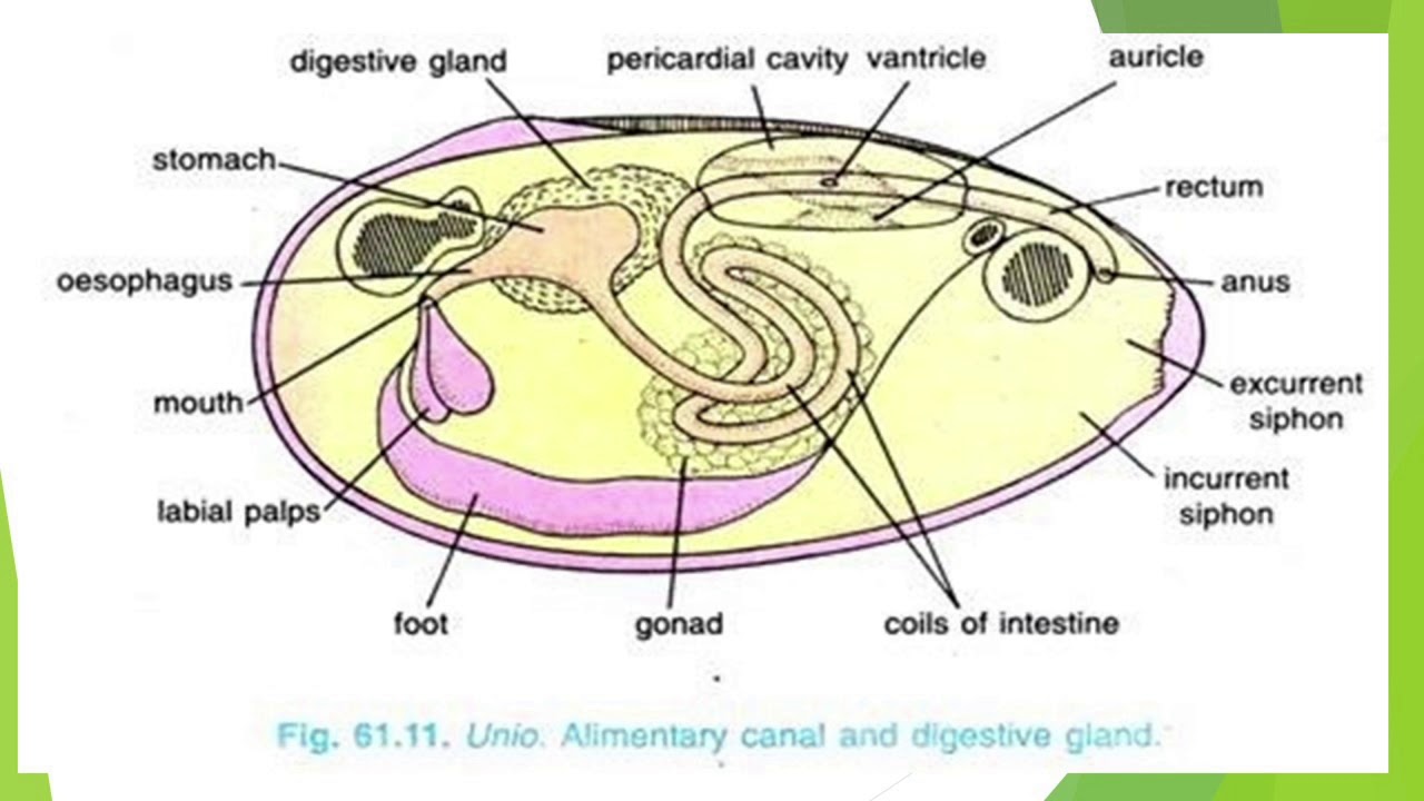 Digestive System of Unio - YouTube