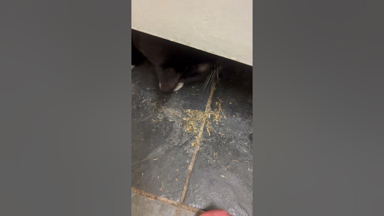 MY CAT TRYING CATNIP FOR THE FIRST TIME🐱NO REACTION😂🪴#shorts #uk #catvideos #cats #catlover #fun ...