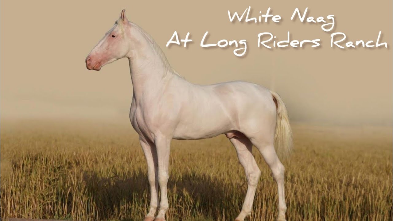 Horselover Nukra Stallion White Naag || Long riders Ranch Patiala # ...