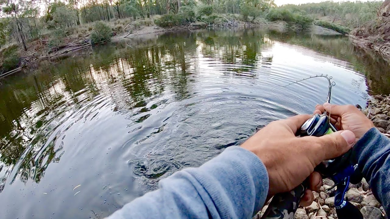 Huge Murray Cod Tries To Eat My Catch! - YouTube