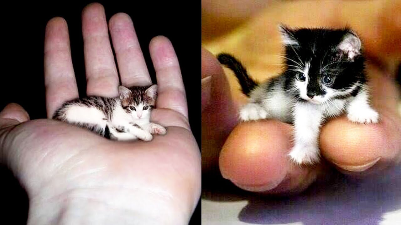 Is Mr Pebble the smallest cat in the world? Here’s the fact check👀 ...