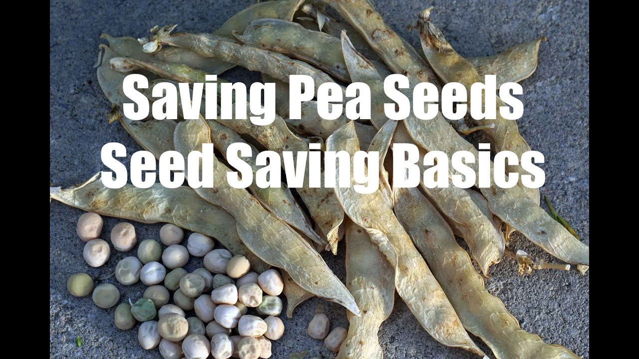 How to Save Pea Seeds & Seed Saving Basics - in 4K - YouTube