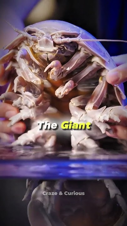 Top 5 Scariest Deep Sea Creatures Ever Captured...😱 #shorts #shortsfeed - YouTube