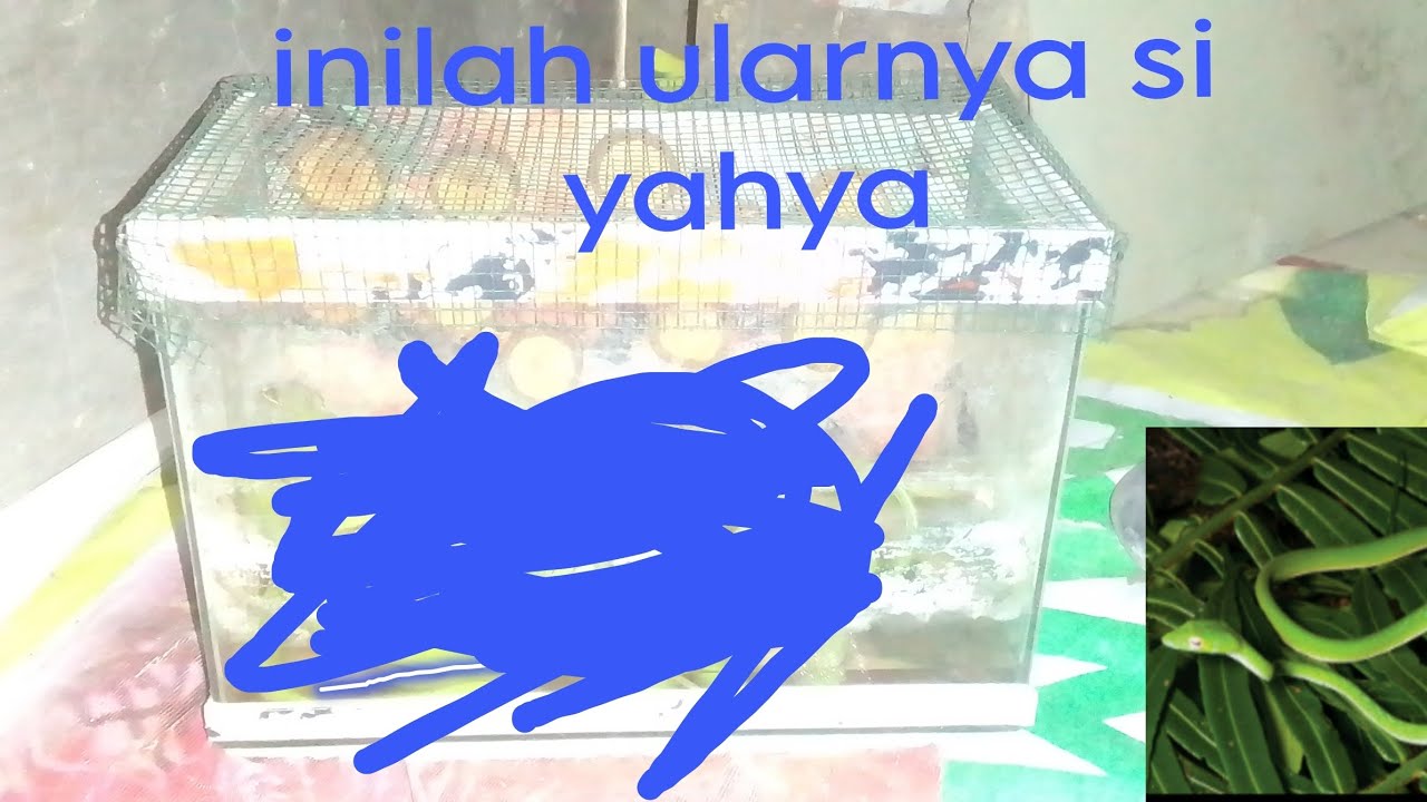 inilah ularnya si Yahya yang kita tunggu² || PART 1 - YouTube