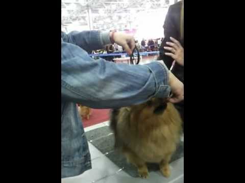 Силка.mp4