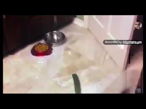 Kedi vs salatalık