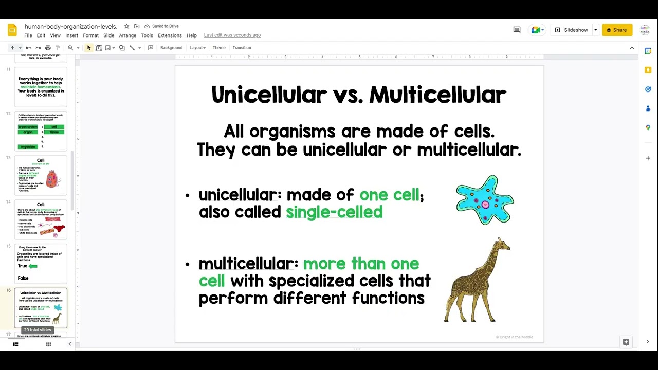 What Are The Five Levels Of Organization In Multicellular Organisms