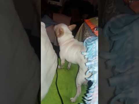 Perro bailando salsa - YouTube