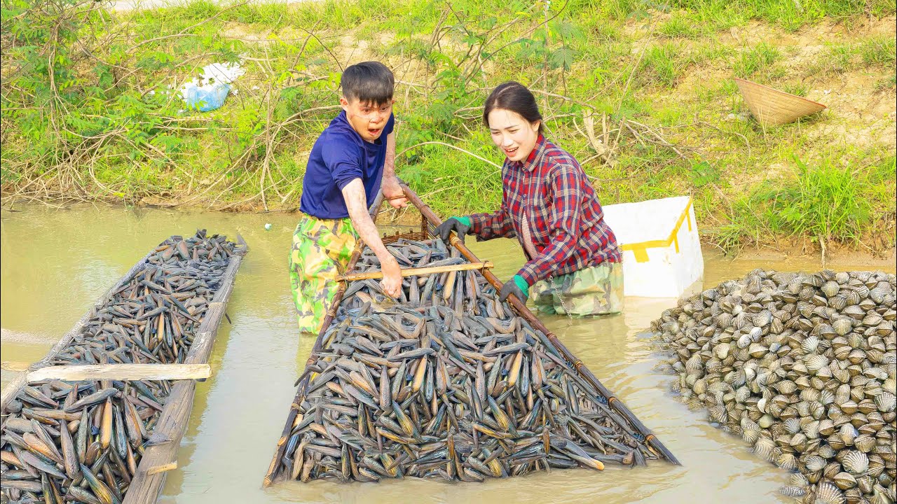 How to Harvest Many TRUNG TRUC (Asian Clams) with Simple Tools but ...
