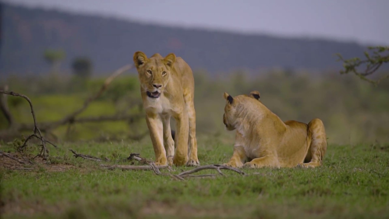 lion walking alone#lion#view - YouTube