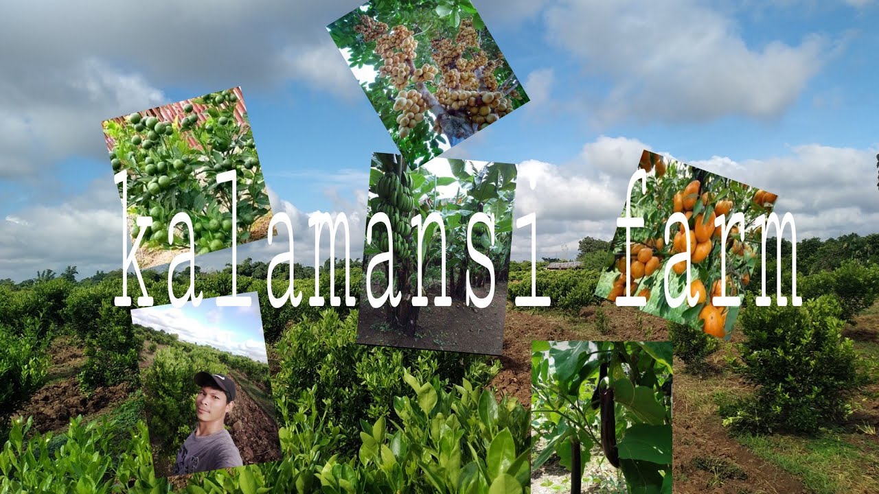 KALAMANSI FARM in the Philippines - YouTube