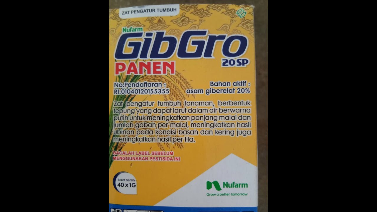 DENGAN GIBRO PANEN TANAMAN PADI MENINGKAT 5 JUTA PER HEKTAR - YouTube