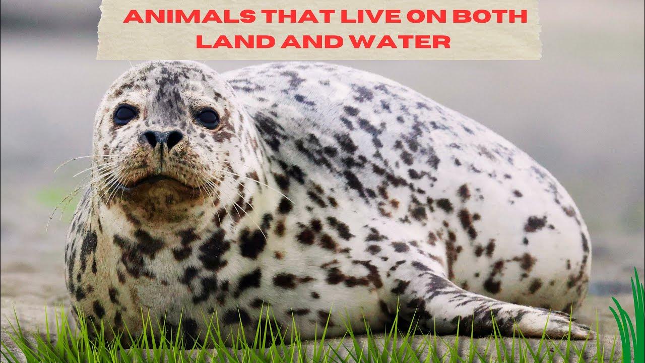 Animals That Live on Both Water and Land - YouTube