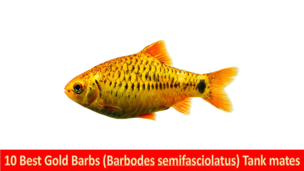 10 Best Gold Barbs (Barbodes semifasciolatus) Tank Mates For Freshwater ...