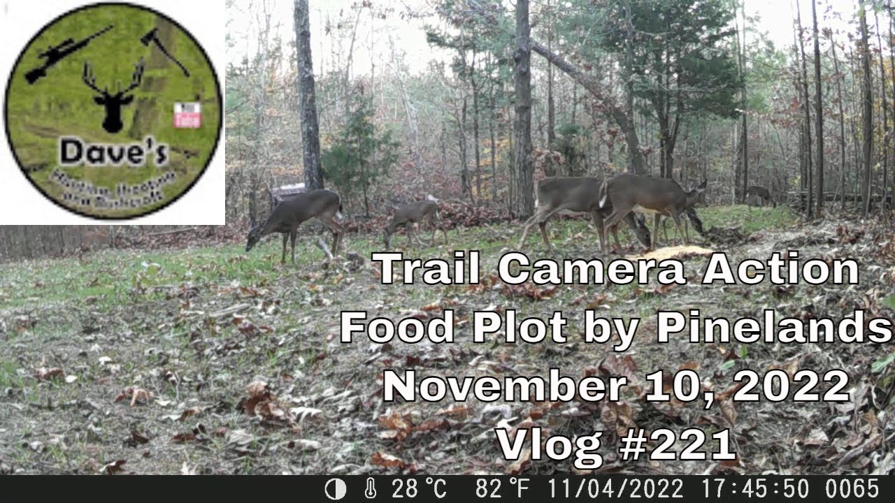 Trail Camera Action Food Plot at Pinelands - November 10, 2022 - Vlog ...
