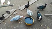Синий йод своими руками. - YouTube