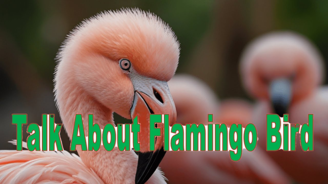 Talk About Flamingo Bird - YouTube