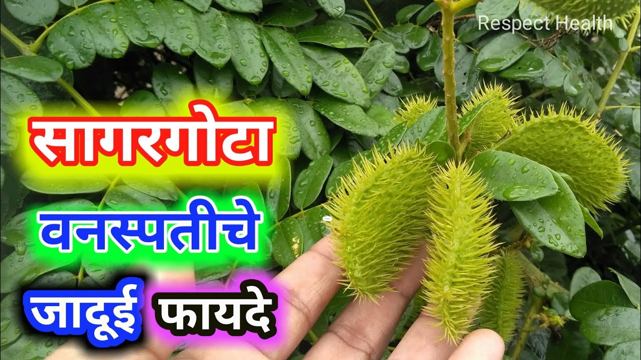 सागरगोटा जादूई फायदे ! गुडघेदुखी ते मासिक पाळीपर्यंत ! sagargota ...