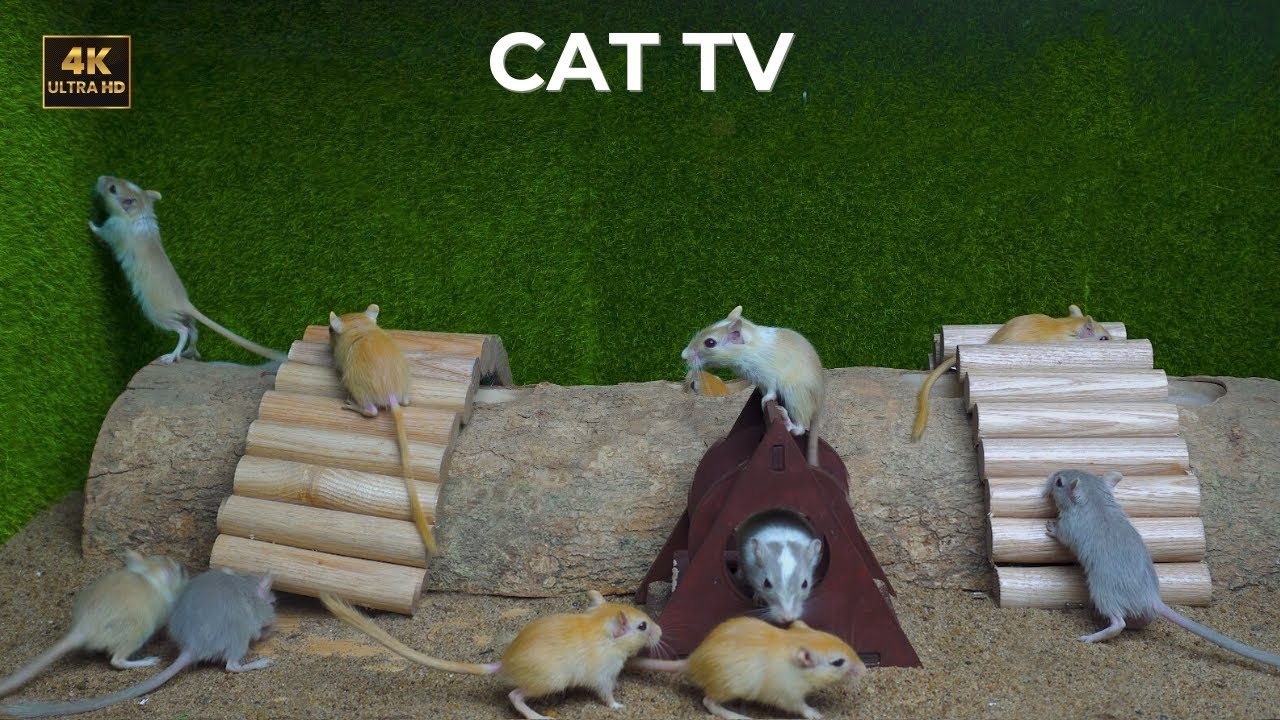Cat TV 🐾 Mice Hide and Seek Madness | The Ultimate Cat TV Experience in ...