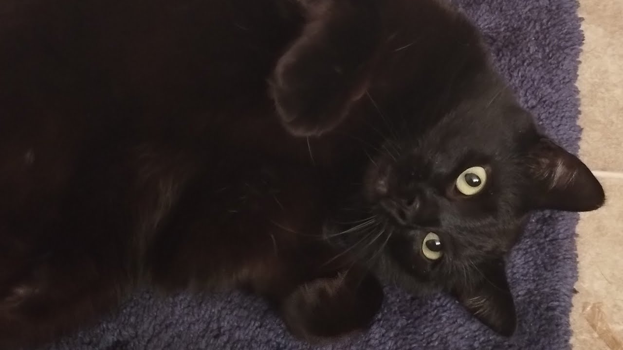 Toothless is HIGH on Catnip! LMAO!🤣🤣🤣🐈🐈🐈 - YouTube