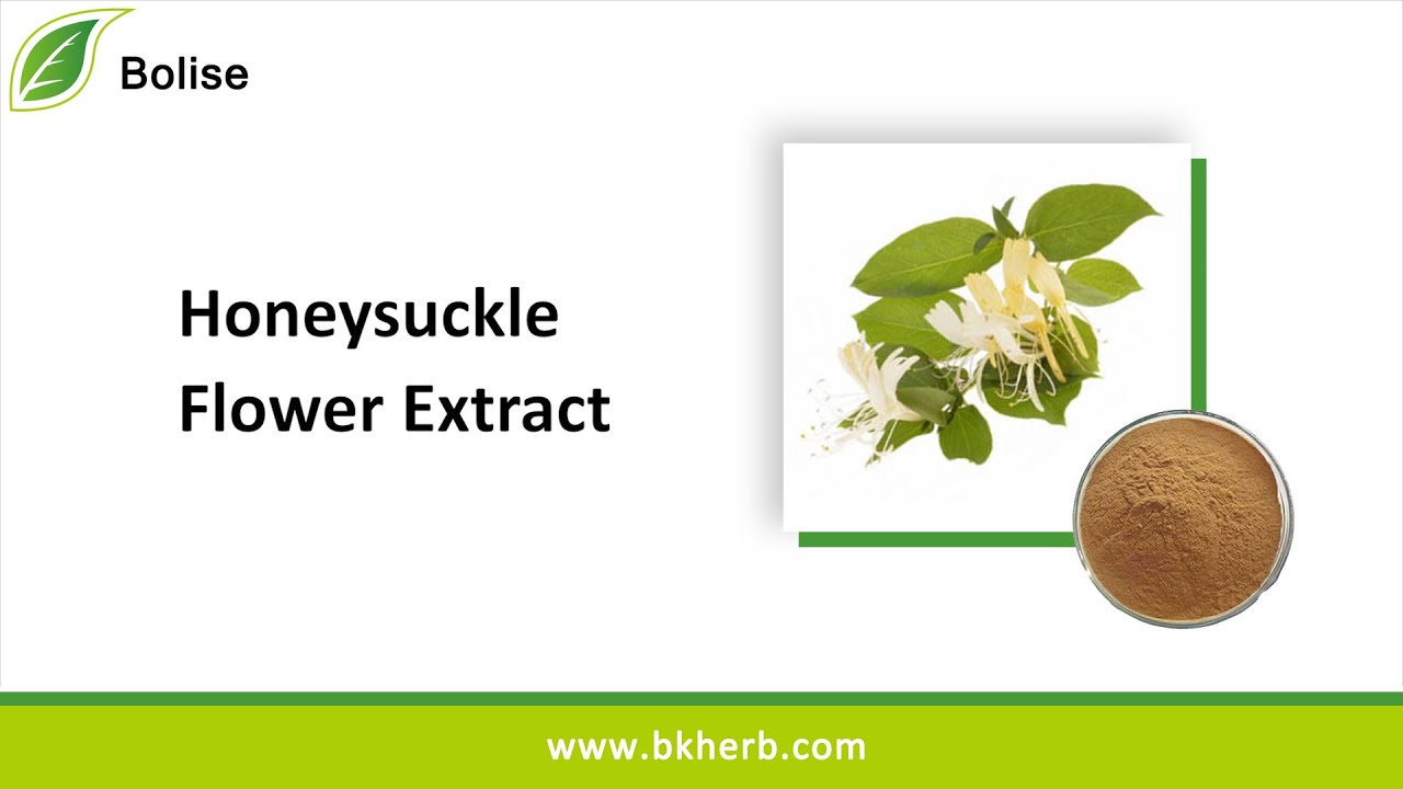 Honeysuckle Flower Extract For Health Product, Chlorogenic acid ...