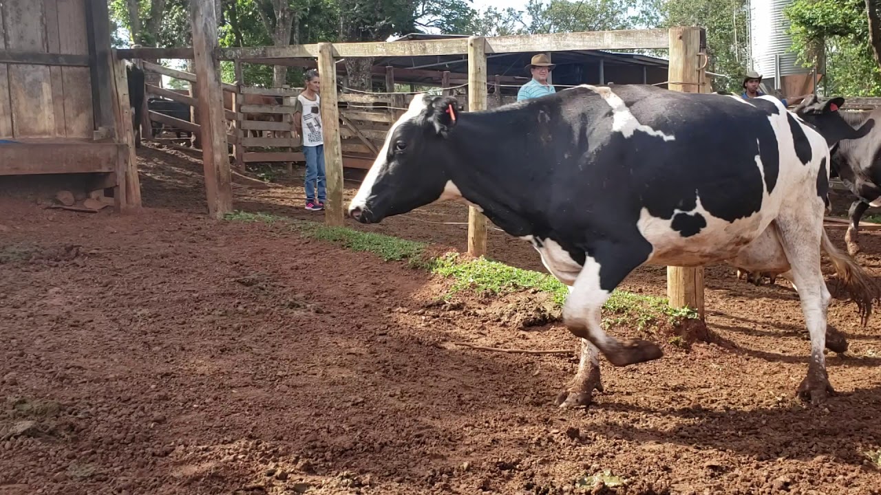 Vacas parida - YouTube