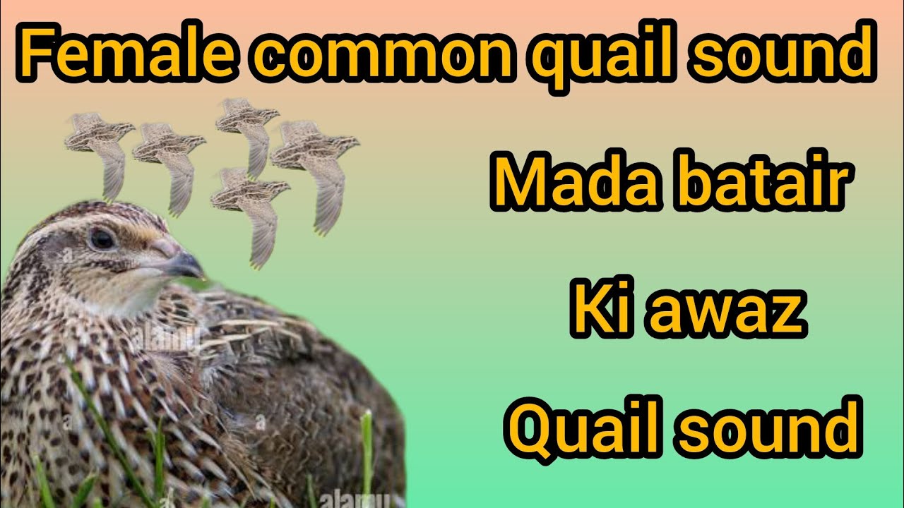 female common quail sound mada batair ki awaz beautiful sound - YouTube