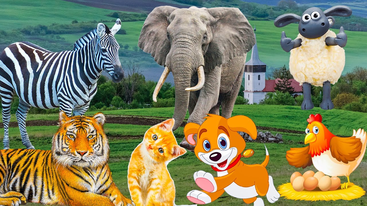 Learn about familiar animals: cat, chicken, elephant, sheep, tiger ...