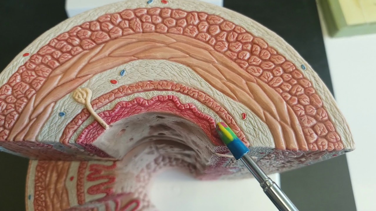 Layers of the digestive tract - YouTube
