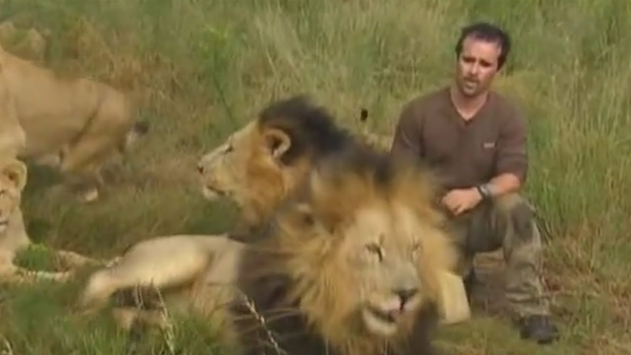 Man lives with huge African lions who consider him a part of their ...